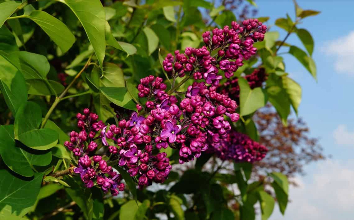 Virágzó cserjék, bokrok (egész nyáron virágzótól az örökzöldig) - Tasteful